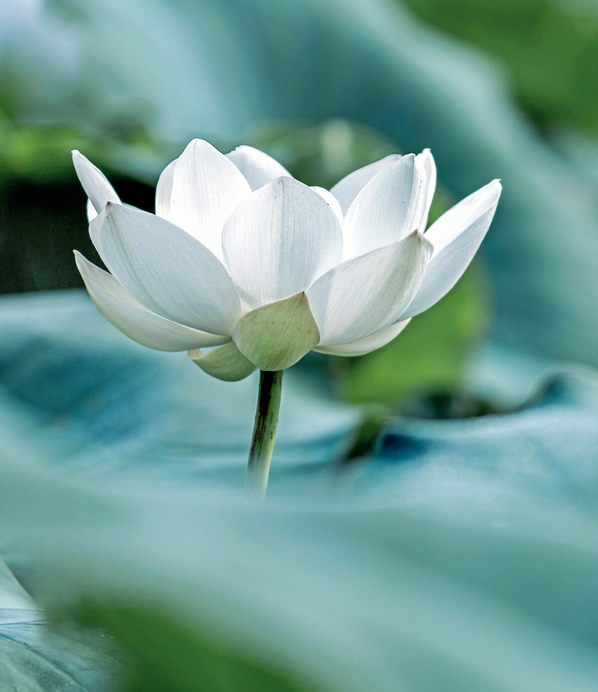 Home - Rising Lotus Therapy